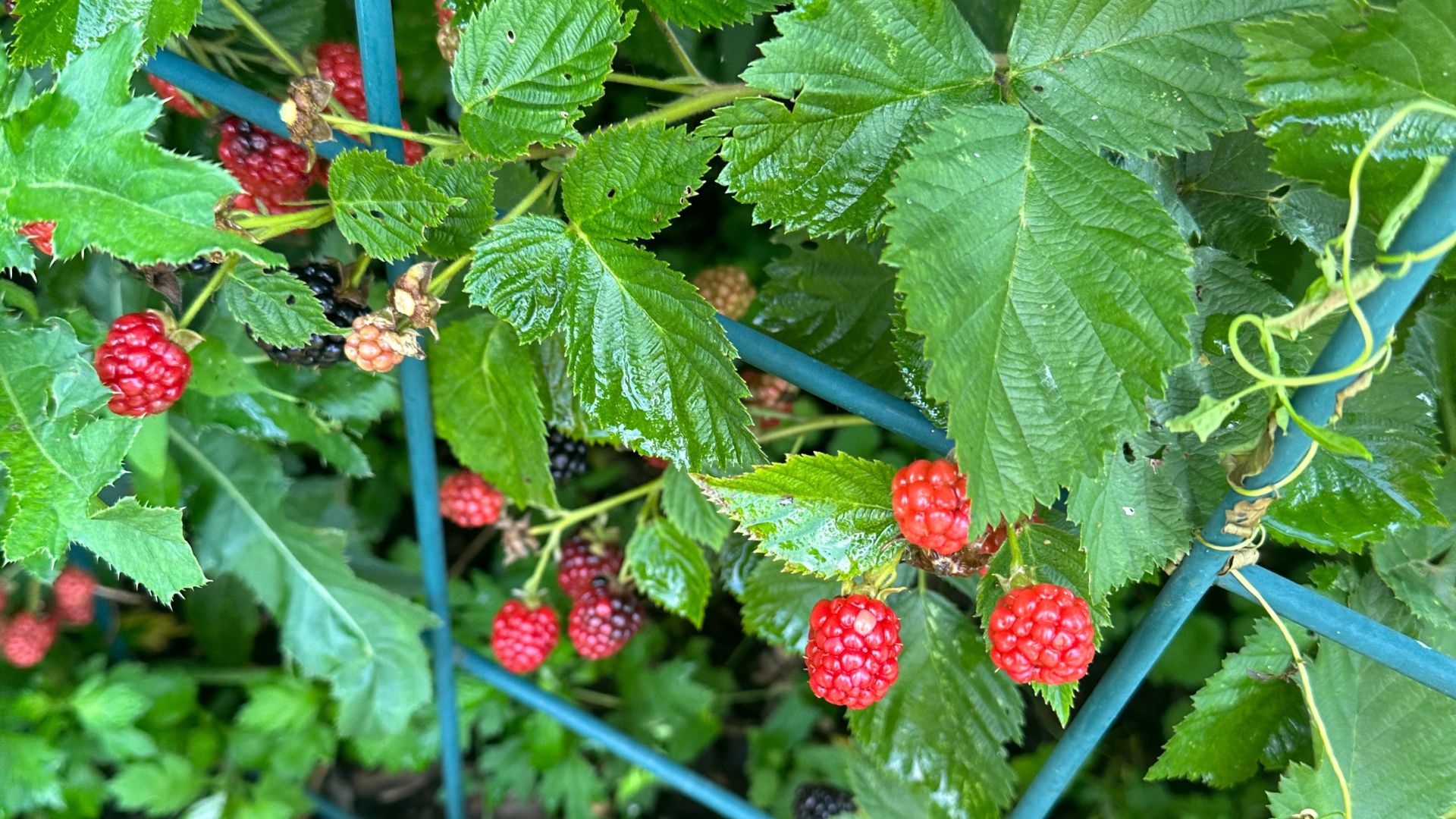 Bearing Good Fruits - St. David's Episcopal Church