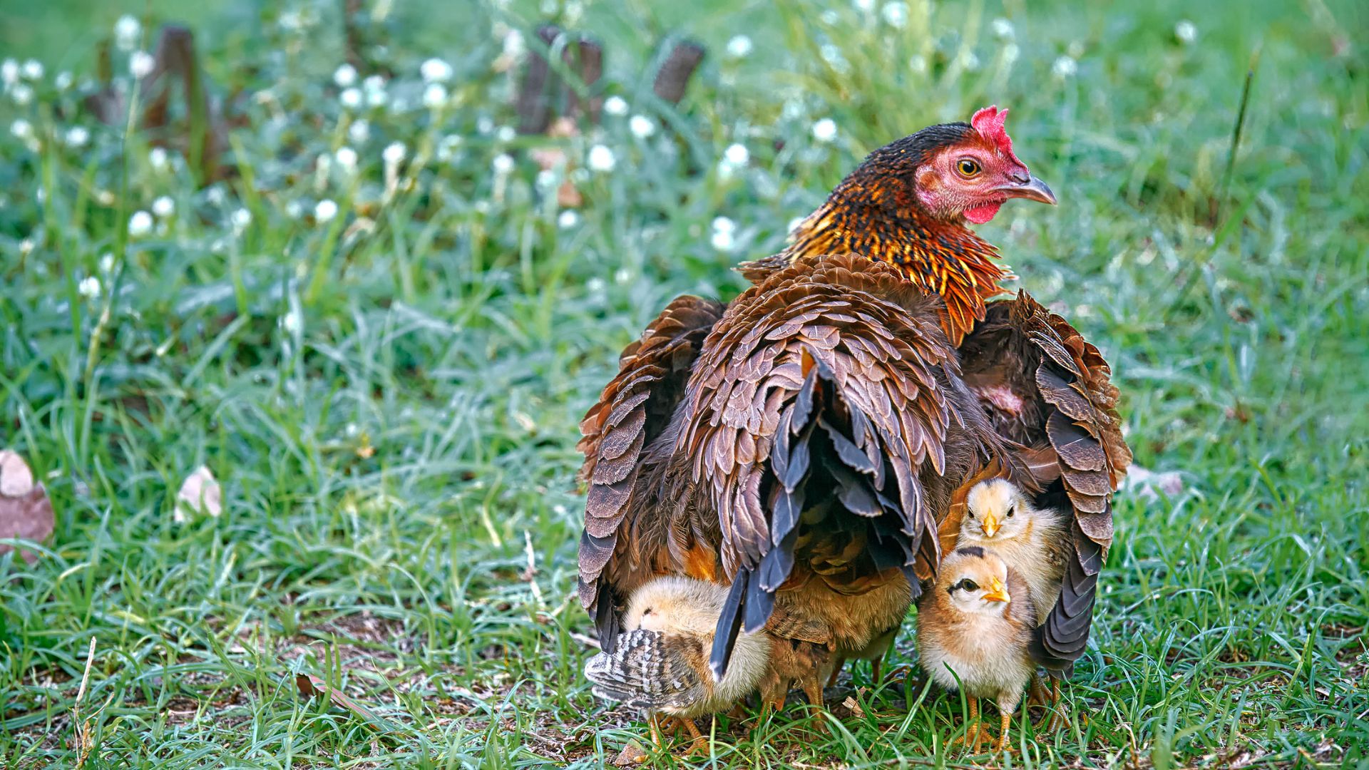 As a Mother Hen - St. David's Episcopal Church
