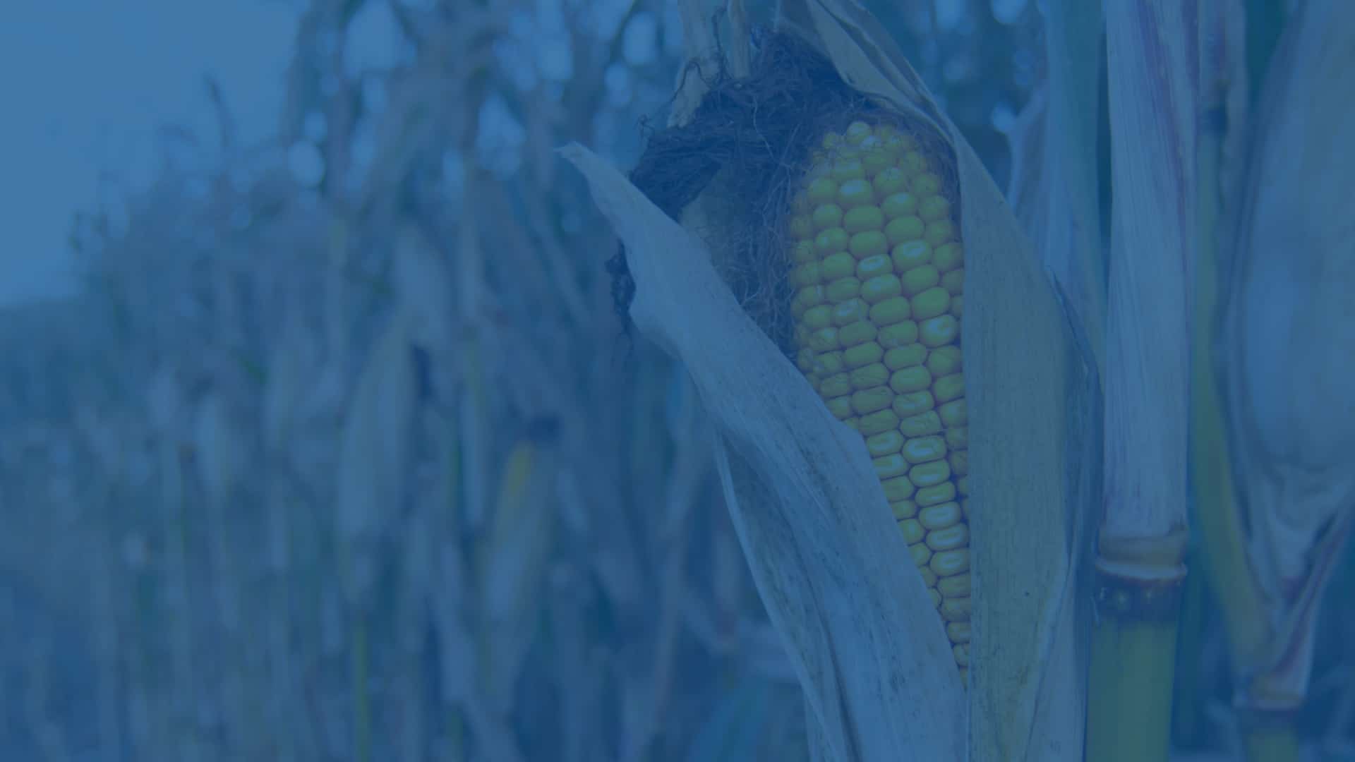 Lessons Gleaned During Forty-six Years of Ministry - St. David's ...